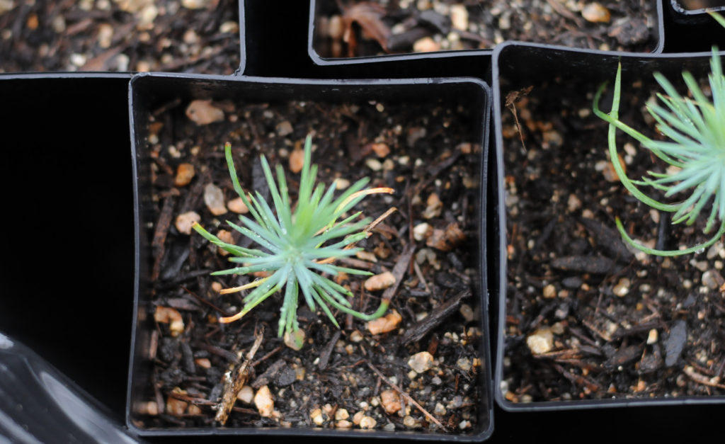 Why Use an ISA Certified Arborist?