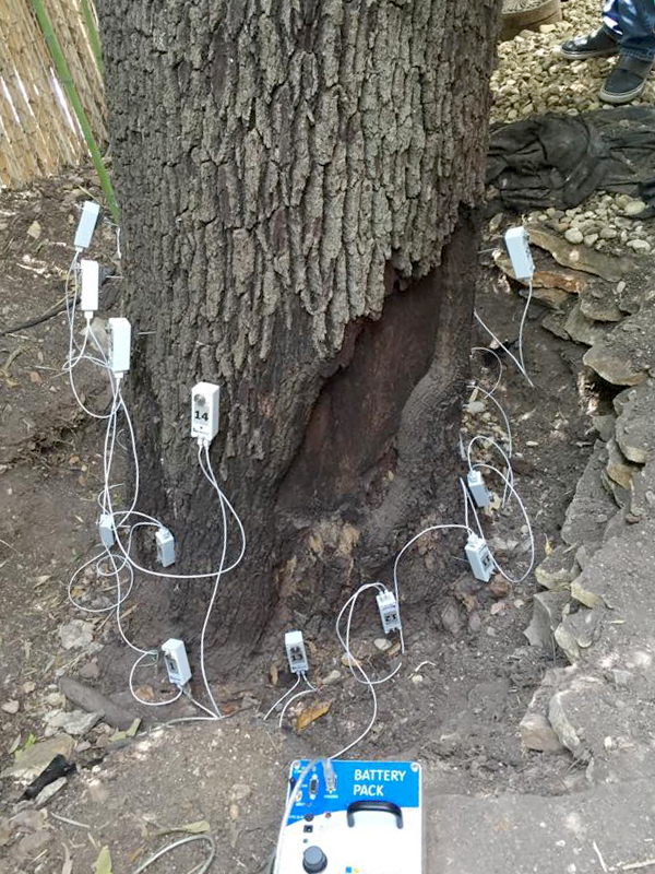 Do Trees Affect Home Values in Austin?