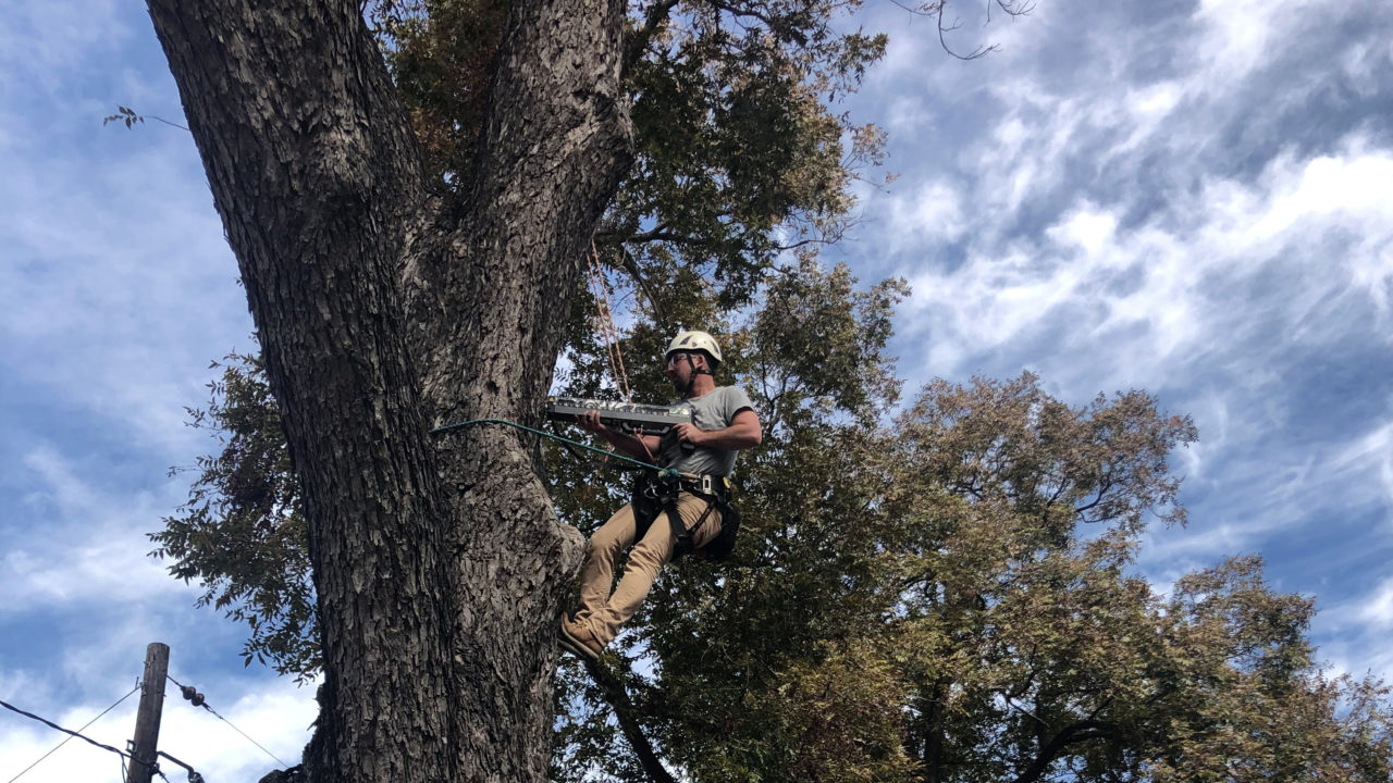 Tree Trimming Companies Risk Assessment Services - Heritage Tree Care