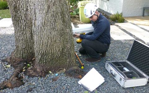 Talk to a Qualified ISA Certified Arborist - Heritage Tree Care