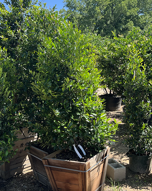 Cherry Laurel - Heritage Tree Care - Central Texas Arborist Services