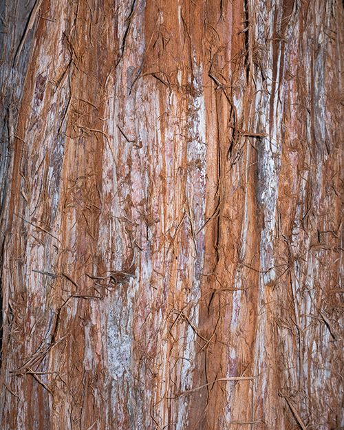 Eastern Red Cedar - Heritage Tree Care - Central Texas Arborist Services