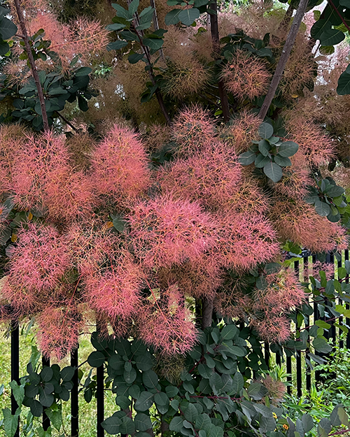 American Smoke Tree - Heritage Tree Care - Central Texas Arborist Services