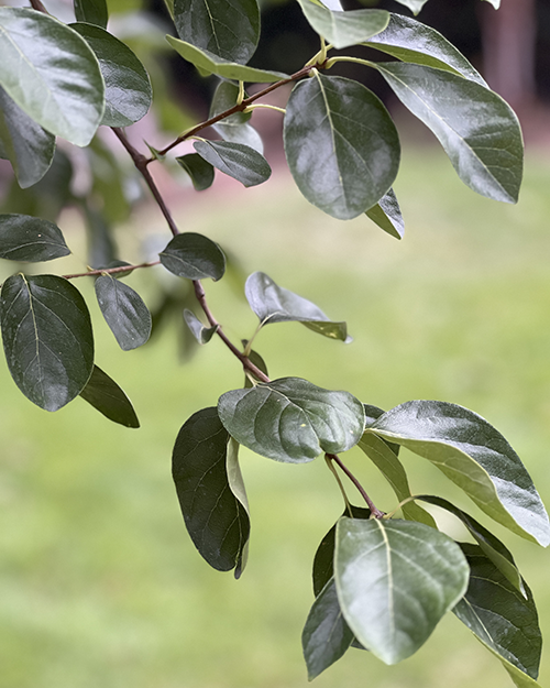 Chinese White Fringe - Heritage Tree Care - Central Texas Arborist Services
