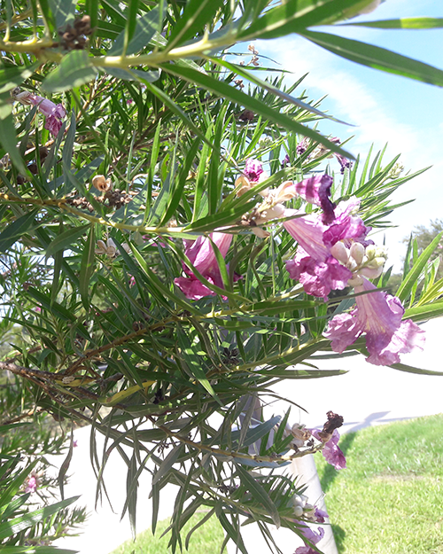 Desert Willow, Bubba - Heritage Tree Care - Central Texas Arborist Services