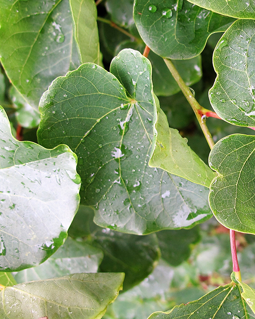 Redbud, Mexican - Heritage Tree Care - Central Texas Arborist Services