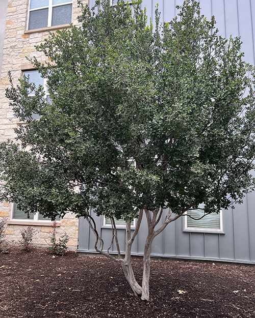 Persimmon, Texas - Heritage Tree Care - Central Texas Arborist Services