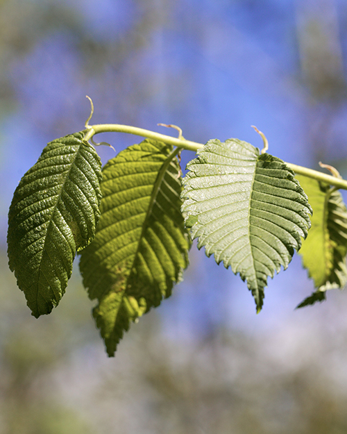 American Elm - Heritage Tree Care - Central Texas Arborist Services