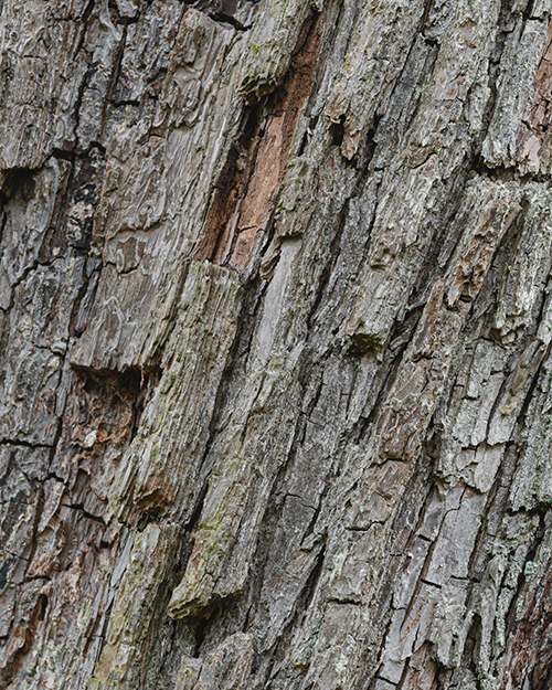 Cypress, Bald - Heritage Tree Care - Central Texas Arborist Services