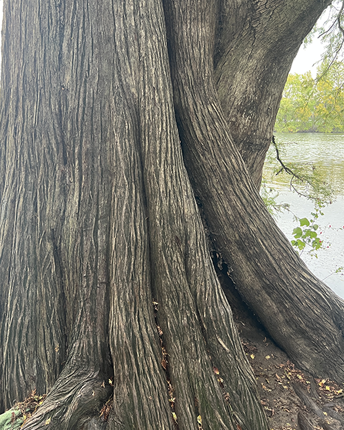 Bald Cypress Hybrid - Heritage Tree Care - Central Texas Arborist Services