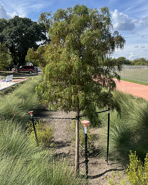 Bald Cypress Hybrid - Heritage Tree Care - Central Texas Arborist Services