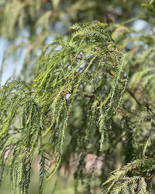 Bald Cypress Hybrid - Heritage Tree Care - Central Texas Arborist Services