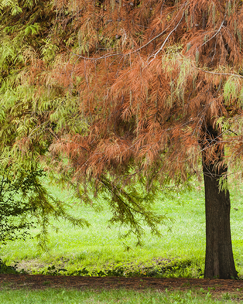 Cypress, Bald - Heritage Tree Care - Central Texas Arborist Services