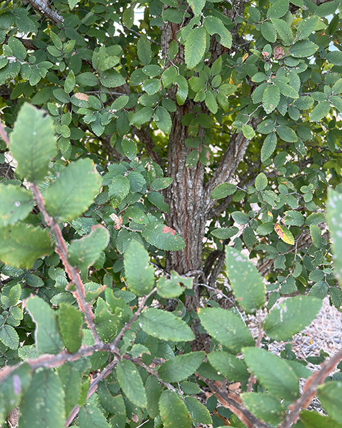 Cedar Elm - Heritage Tree Care - Central Texas Arborist Services