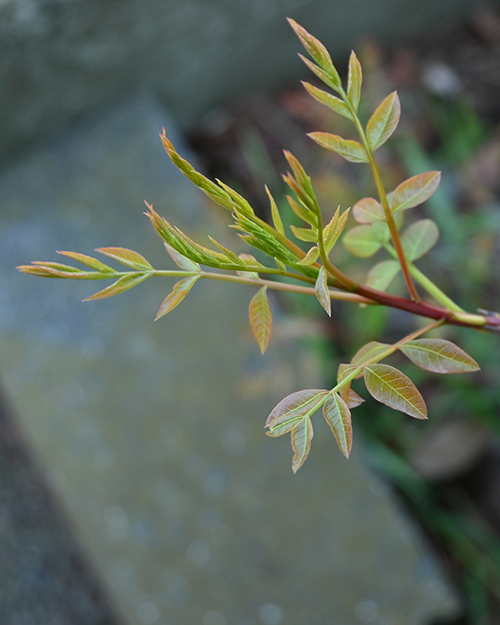 Chinese Pistache - Heritage Tree Care - Central Texas Arborist Services