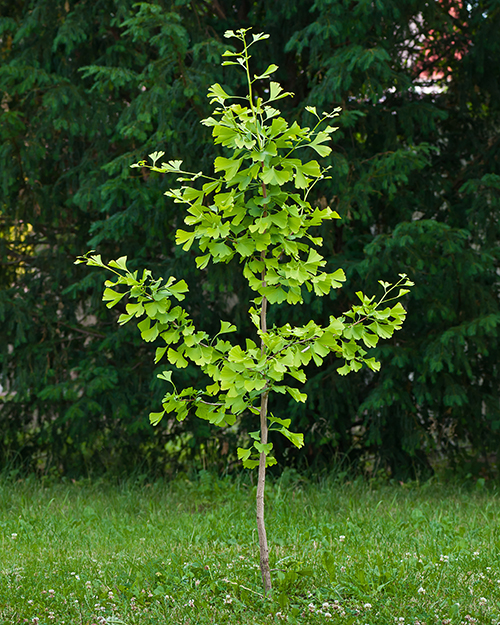 Ginkgo Biloba - Heritage Tree Care - Central Texas Arborist Services
