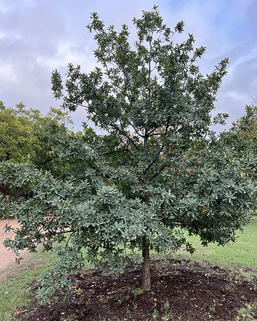 Lacey Oak - Heritage Tree Care - Central Texas Arborist Services