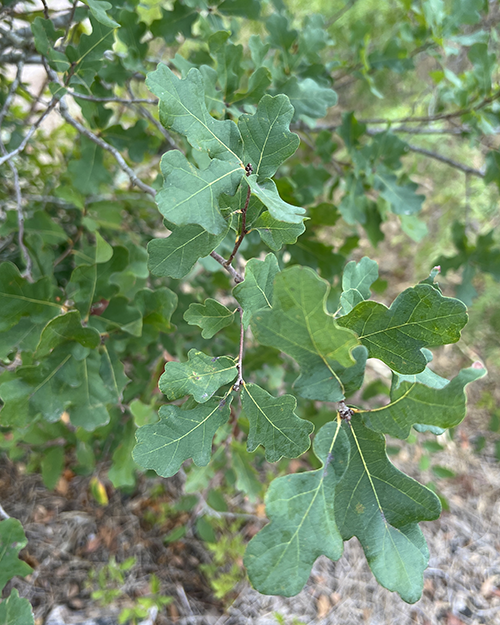 Lacey Oak - Heritage Tree Care - Central Texas Arborist Services