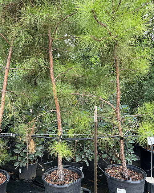 Loblolly Pine - Heritage Tree Care - Central Texas Arborist Services