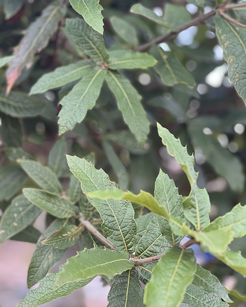 Loquat Leaf Oak - Heritage Tree Care - Central Texas Arborist Services