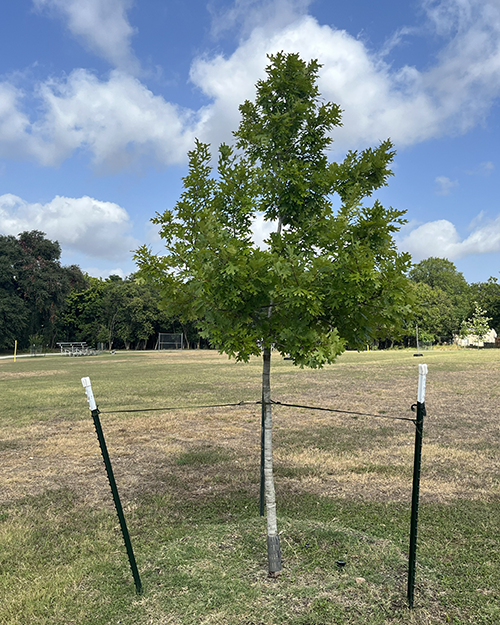 Texas Red Oak (Spanish Oak, Spotted Oak, Red Oak, Rock Oak) - Heritage Tree Care - Central Texas ...